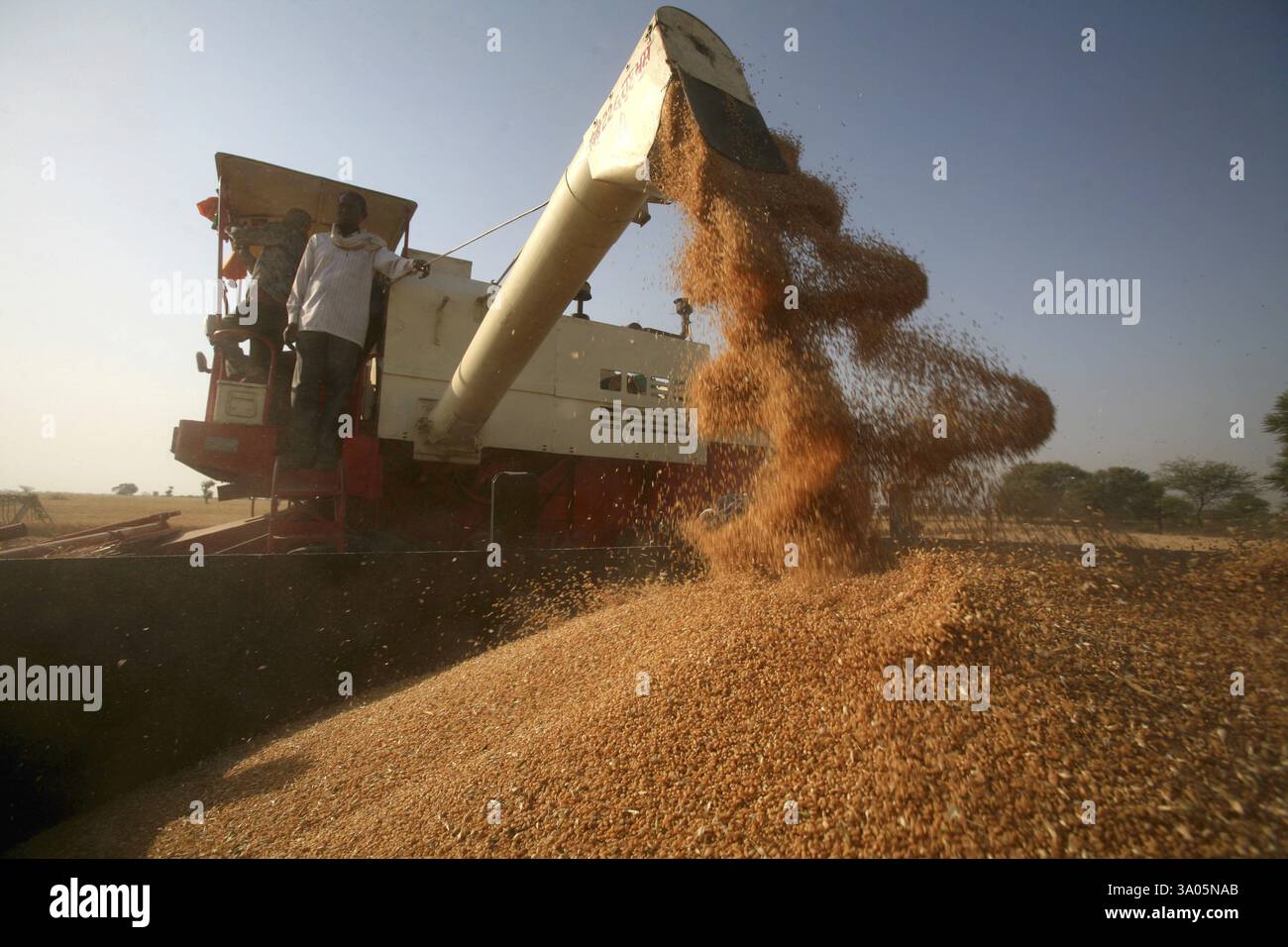 Combine harvester being operated by group of farmers harvesting golden ...