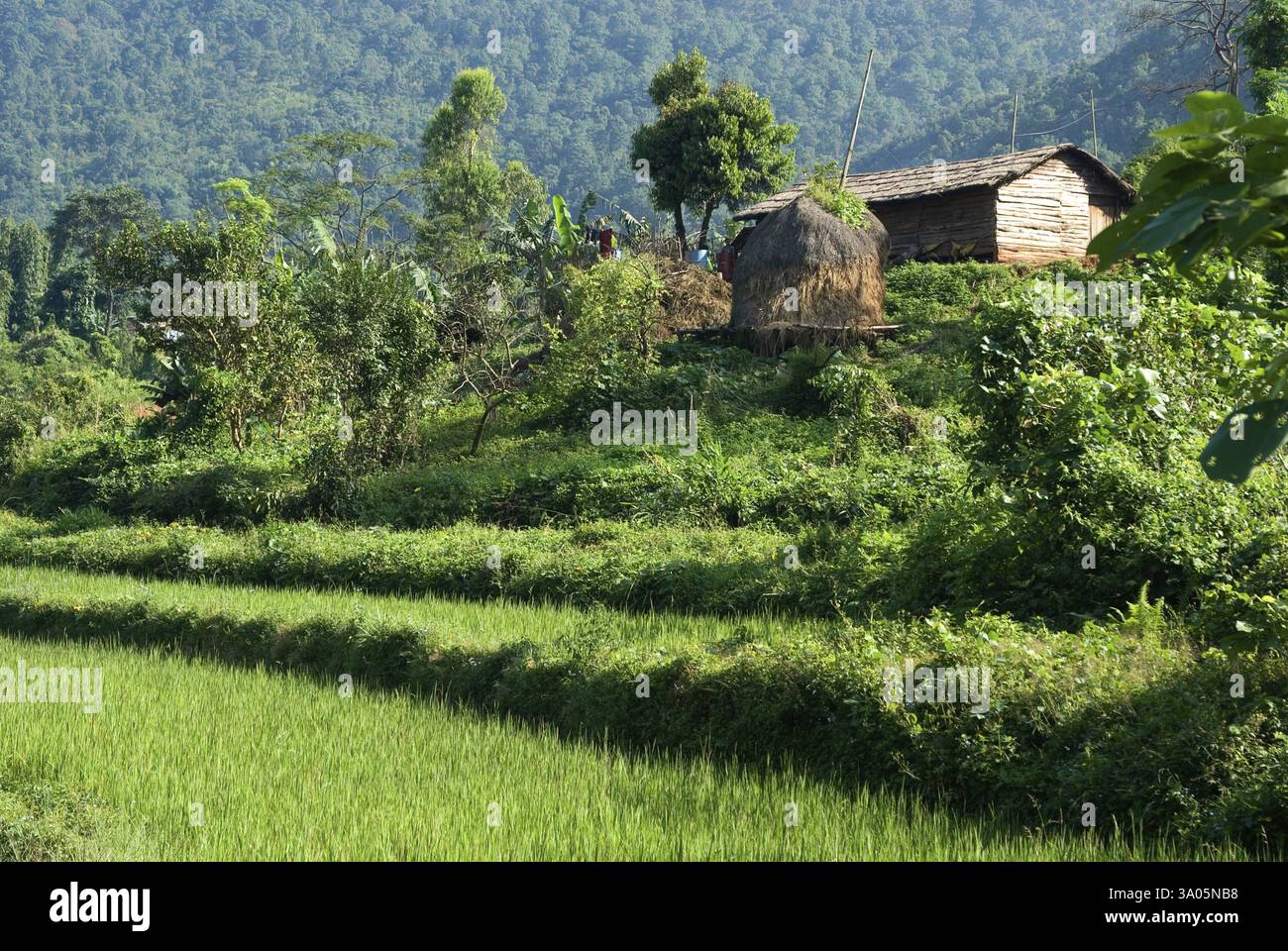 Hut in paddy field, Shillong, Meghalaya, India, Asia Stock Photo - Alamy