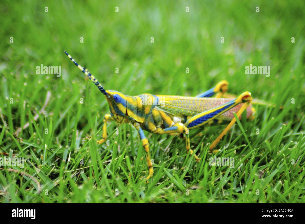 Insect, grasshopper sitting on grass Stock Photo - Alamy
