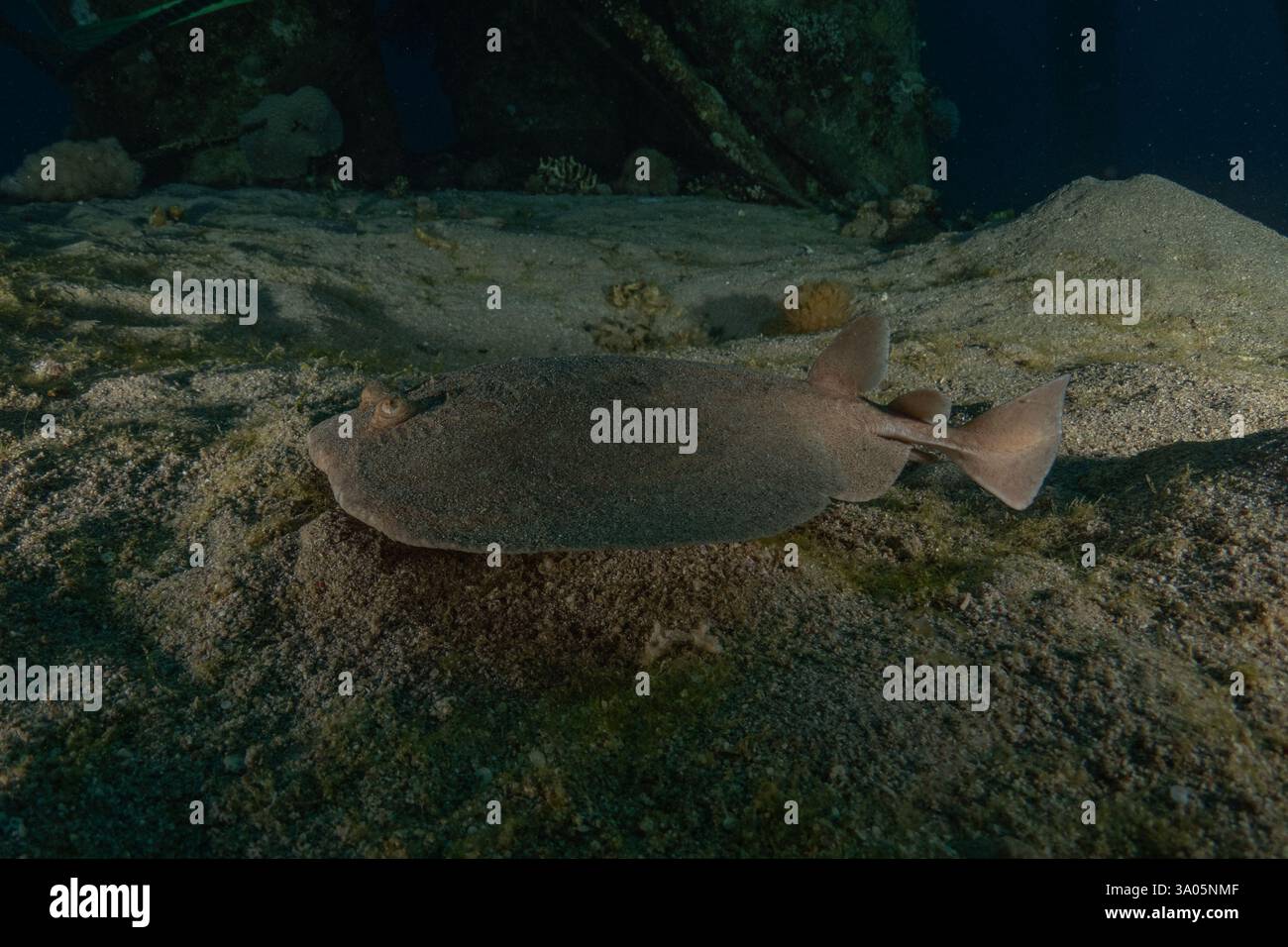 Torpedo sinuspersici On the seabed in the Red Sea, Israel Stock Photo ...