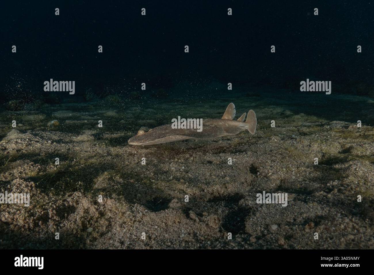 Torpedo sinuspersici On the seabed in the Red Sea, Israel Stock Photo ...