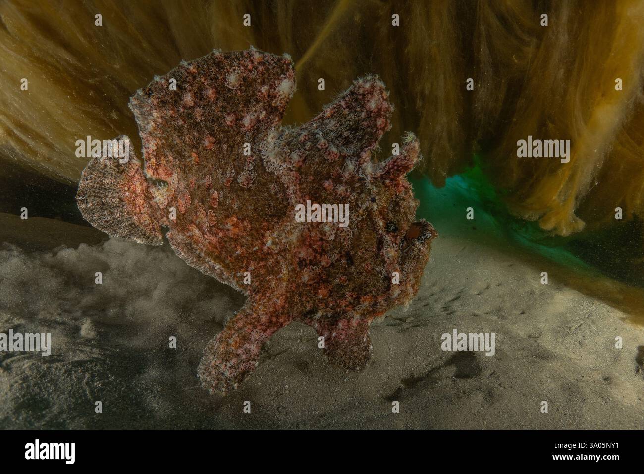 Frog fish in the Red Sea Colorful and beautiful, Eilat Israel Stock ...
