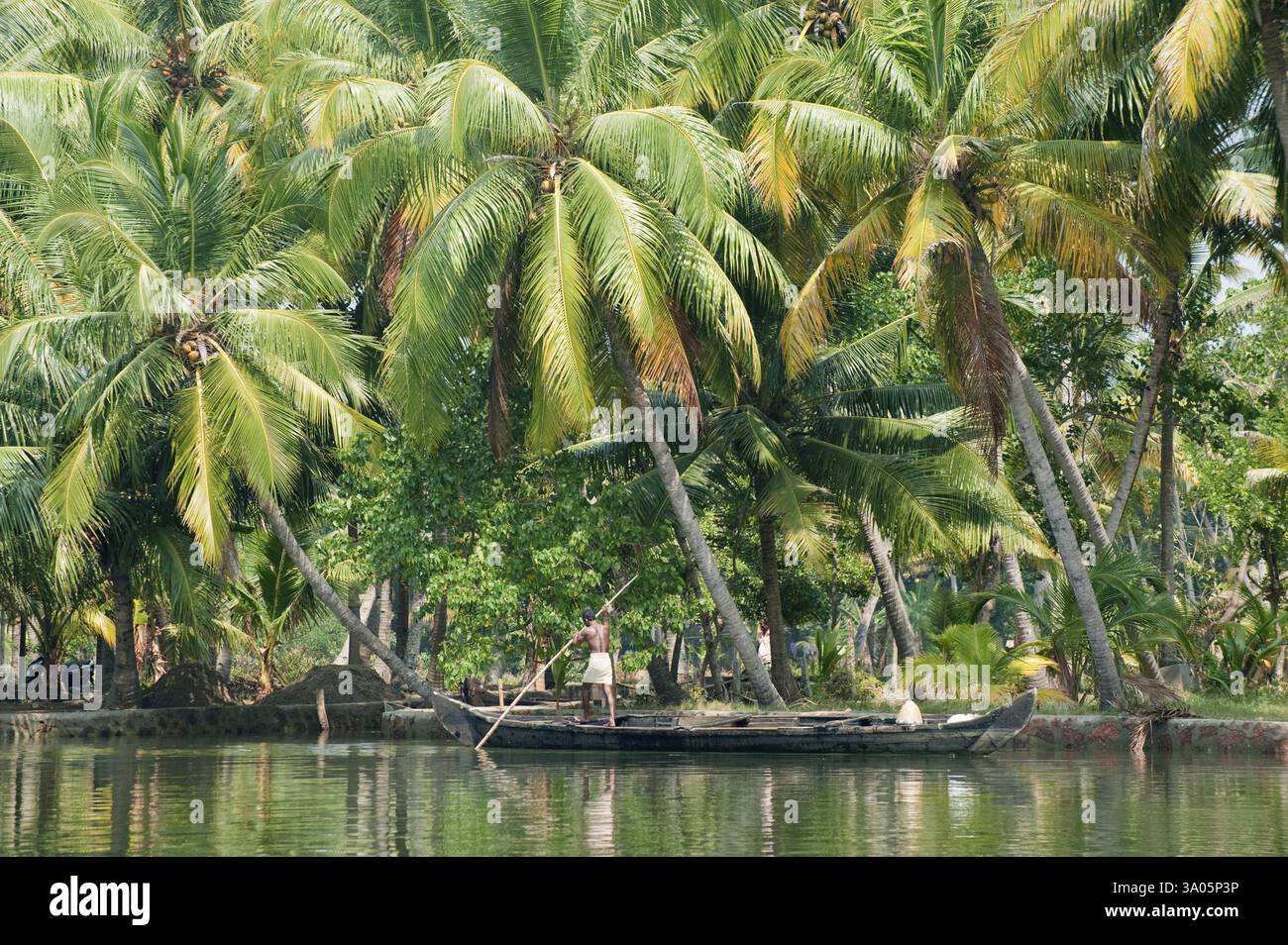 Palm tree at backwater, Kerala, India, Asia Stock Photo - Alamy