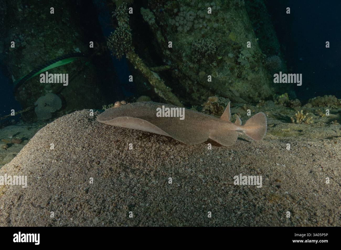 Torpedo sinuspersici On the seabed in the Red Sea, Israel Stock Photo ...