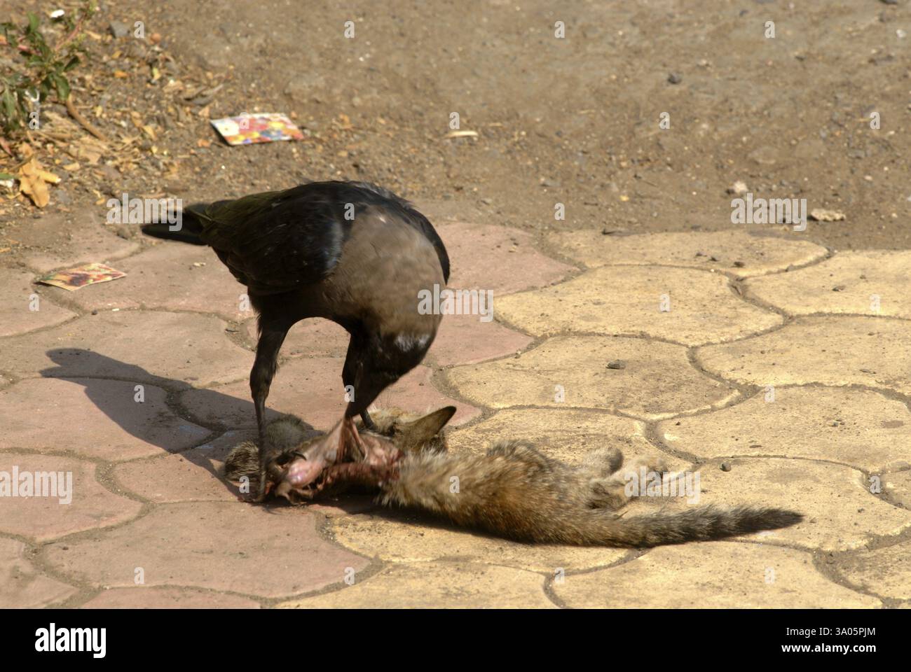 Crow eating dead kitten, Pune, Maharashtra, India, Asia Stock Photo - Alamy