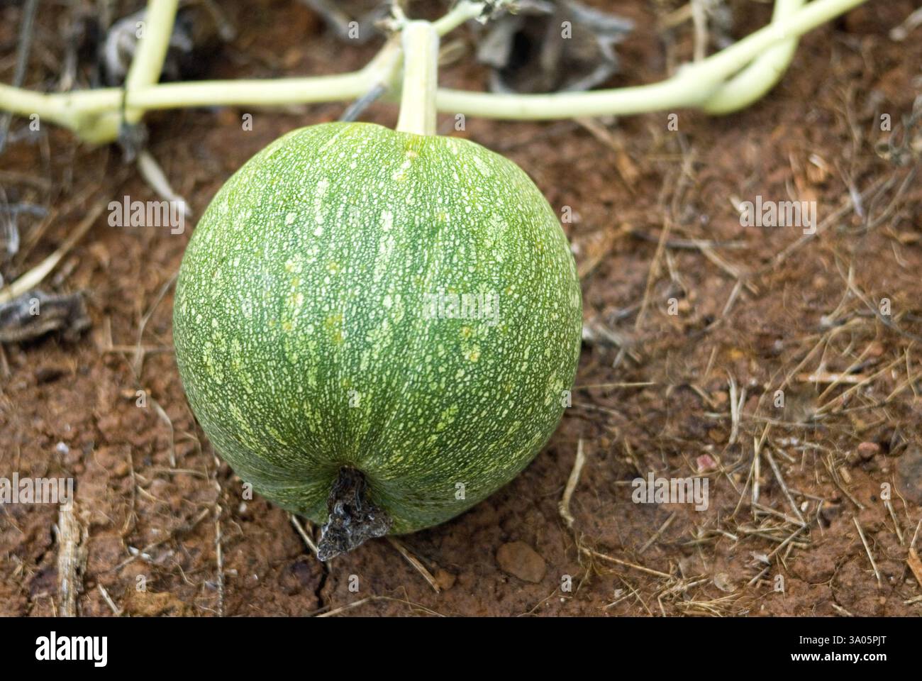 Kaddu vegetable hi-res stock photography and images - Alamy