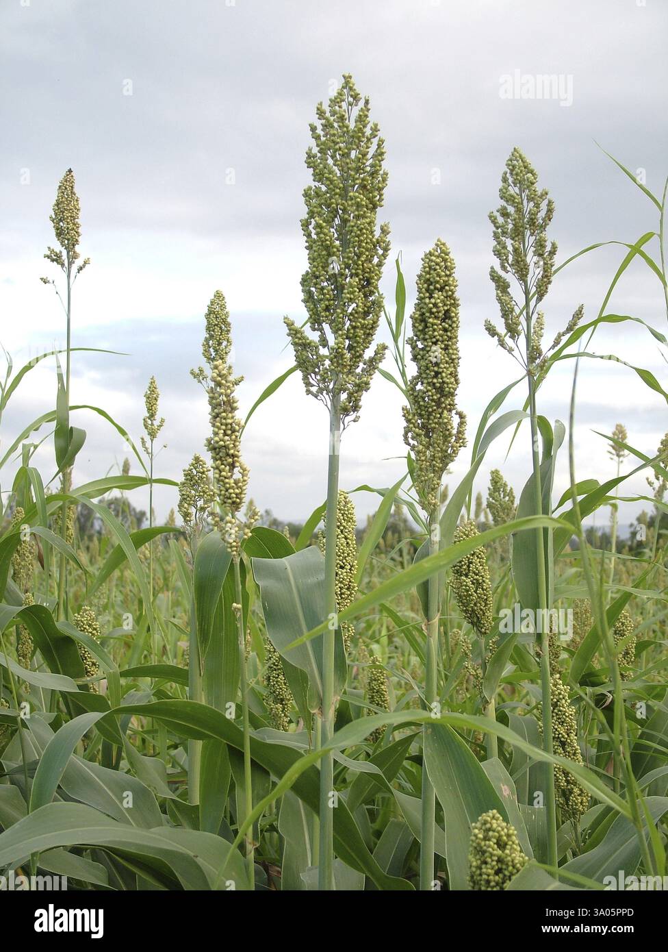 Field of Food Grain, Jawar Sorghum Stock Photo - Alamy