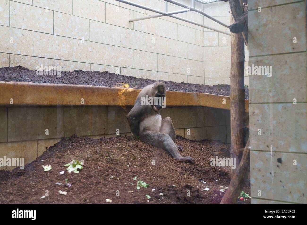 A monkey in an enclosure Stock Photo - Alamy