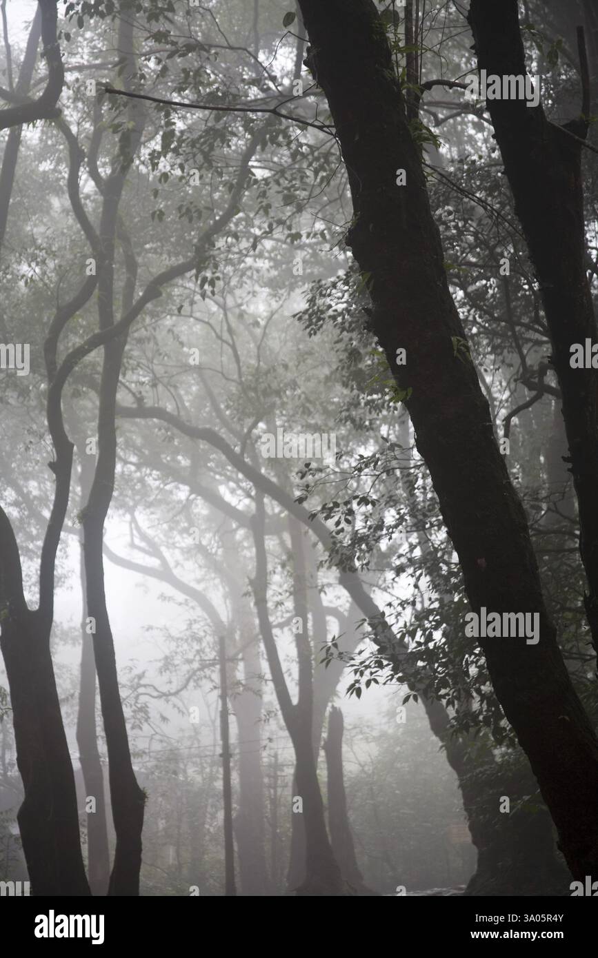 View of forest in Monsoon Season on Hill station, Matheran, Maharashtra ...
