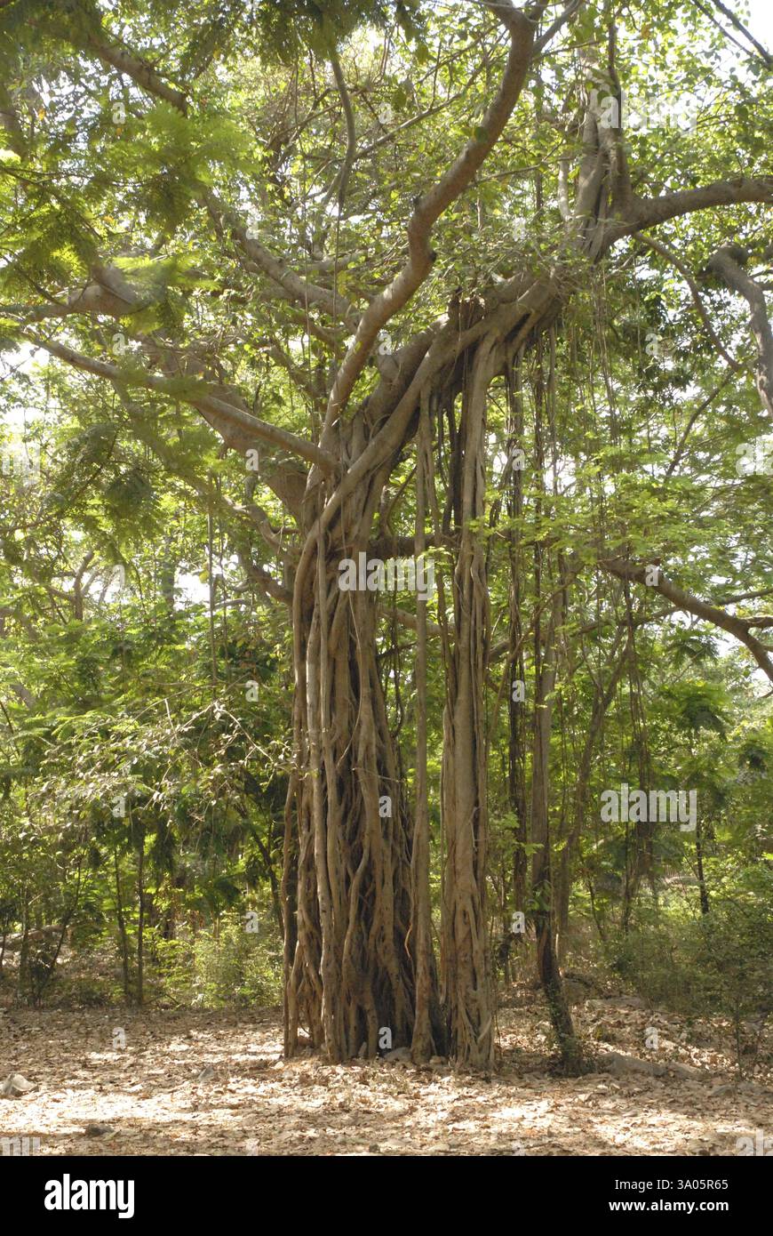 Banyan tree at BPT Garden Sagar Upvan, Colaba, Bombay Mumbai ...