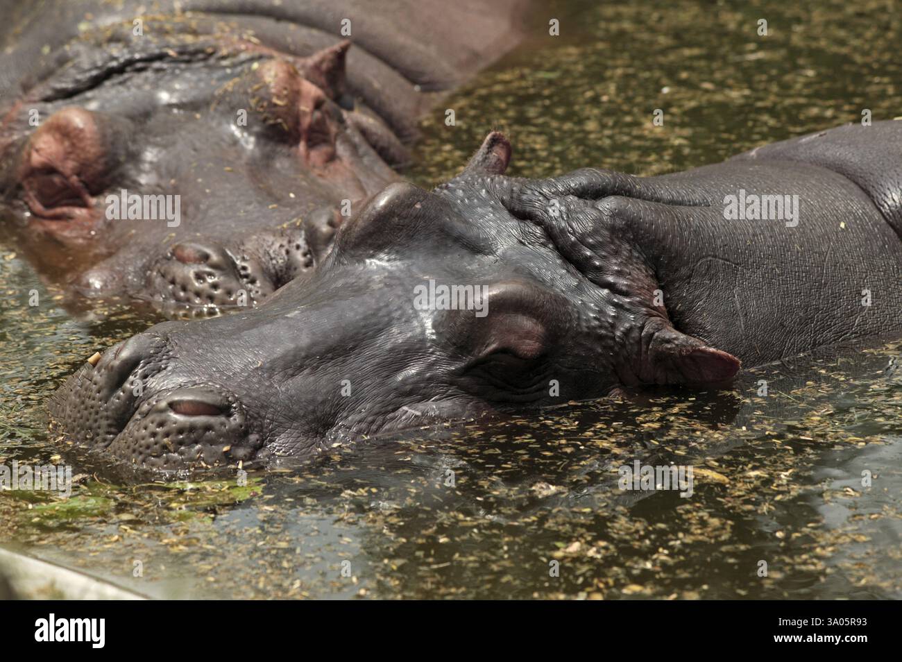 Hippo Potemus, Delhi zoo, delhi, India, Asia Stock Photo - Alamy