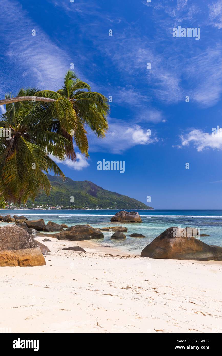 Serene tropical beach showcasing clear blue skies, coconut palm trees ...
