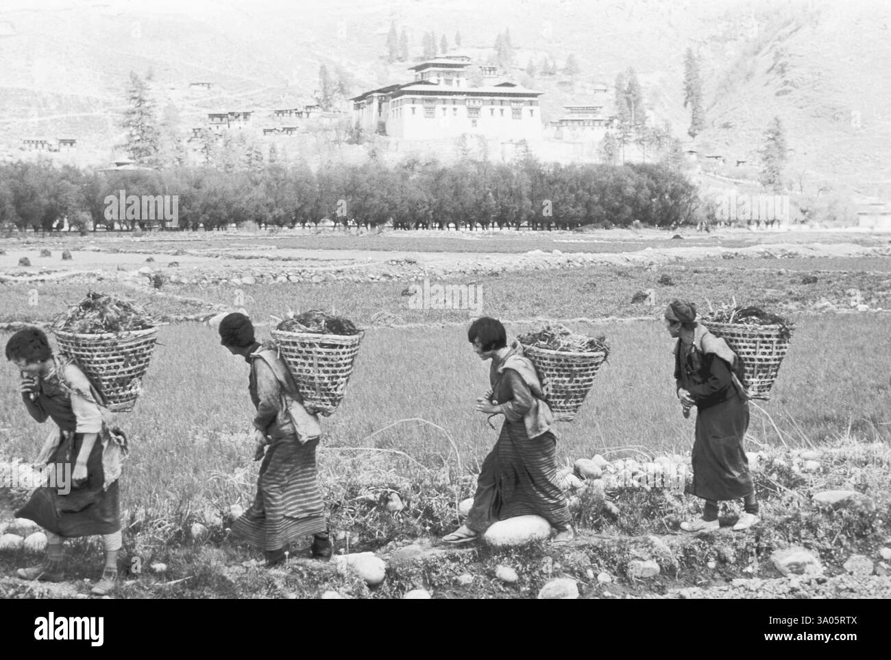 Villagers carrying basket on their back and walking through the famed ...