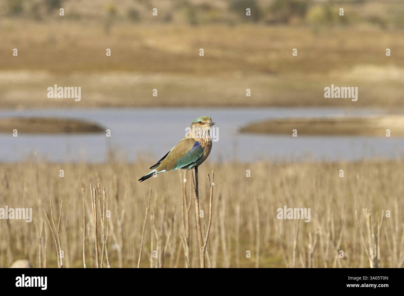 Birds, Indian Roller, Coracias benghalensis Neelkanth bird, Nimaj ...