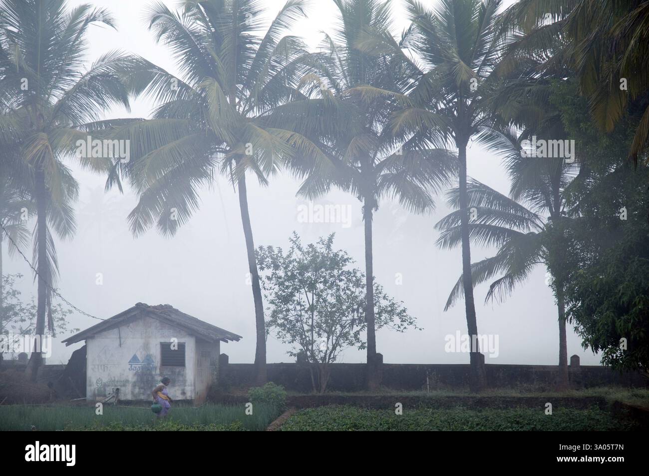 House with palm tree Goa Maharashtra India Asia March 2011 Stock Photo ...