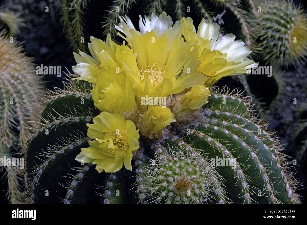 Cactus parodia grossei known Paraguay ball cactus, Kalimpong, West ...