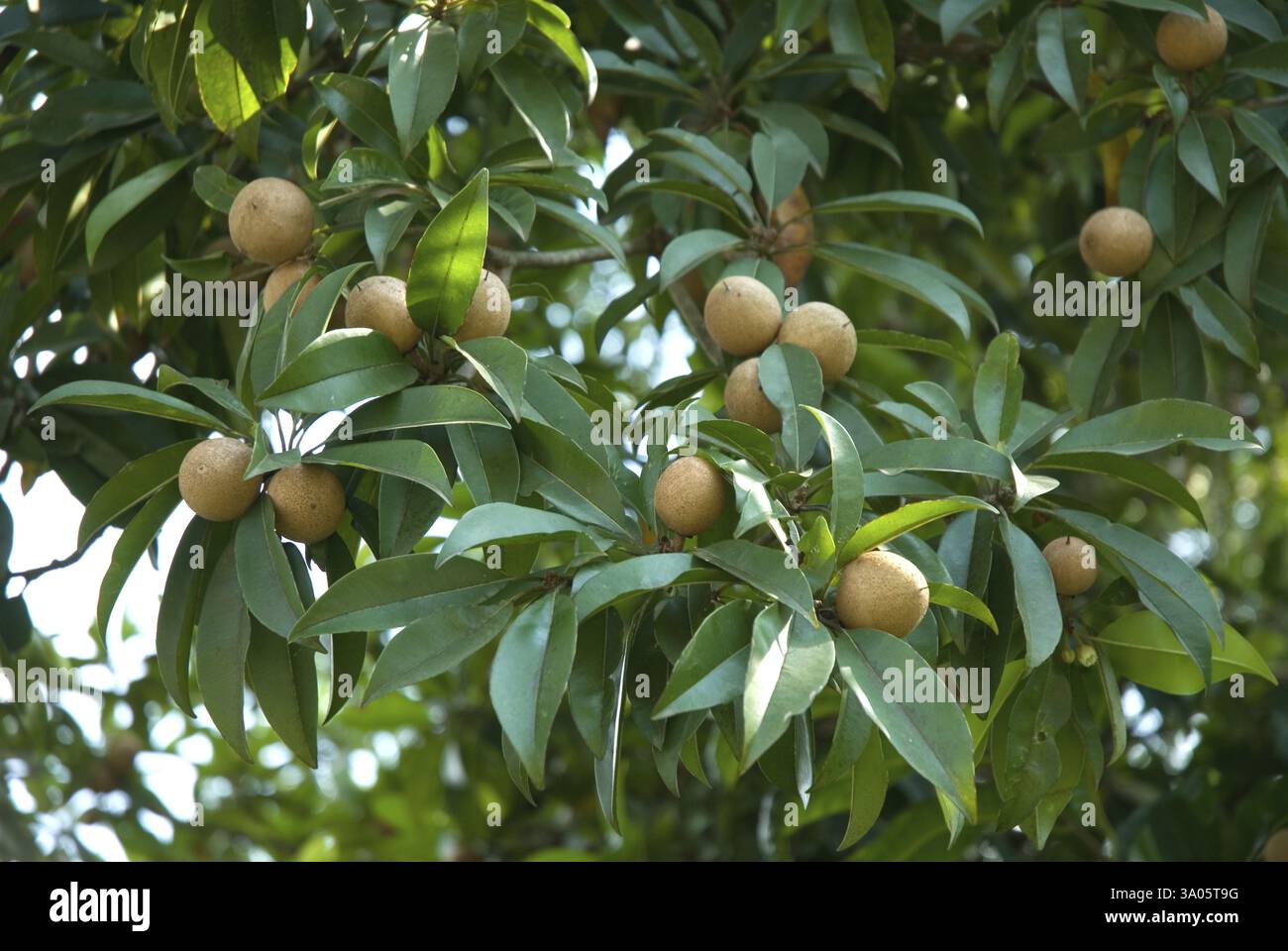 Fruit, chikoo hanging on tree, Bordi, Palghar, Maharashtra, India, Asia ...