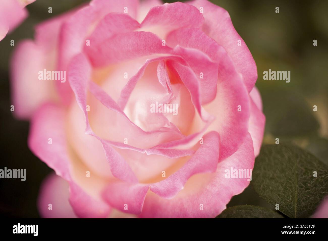 West bengal rose hi-res stock photography and images - Alamy