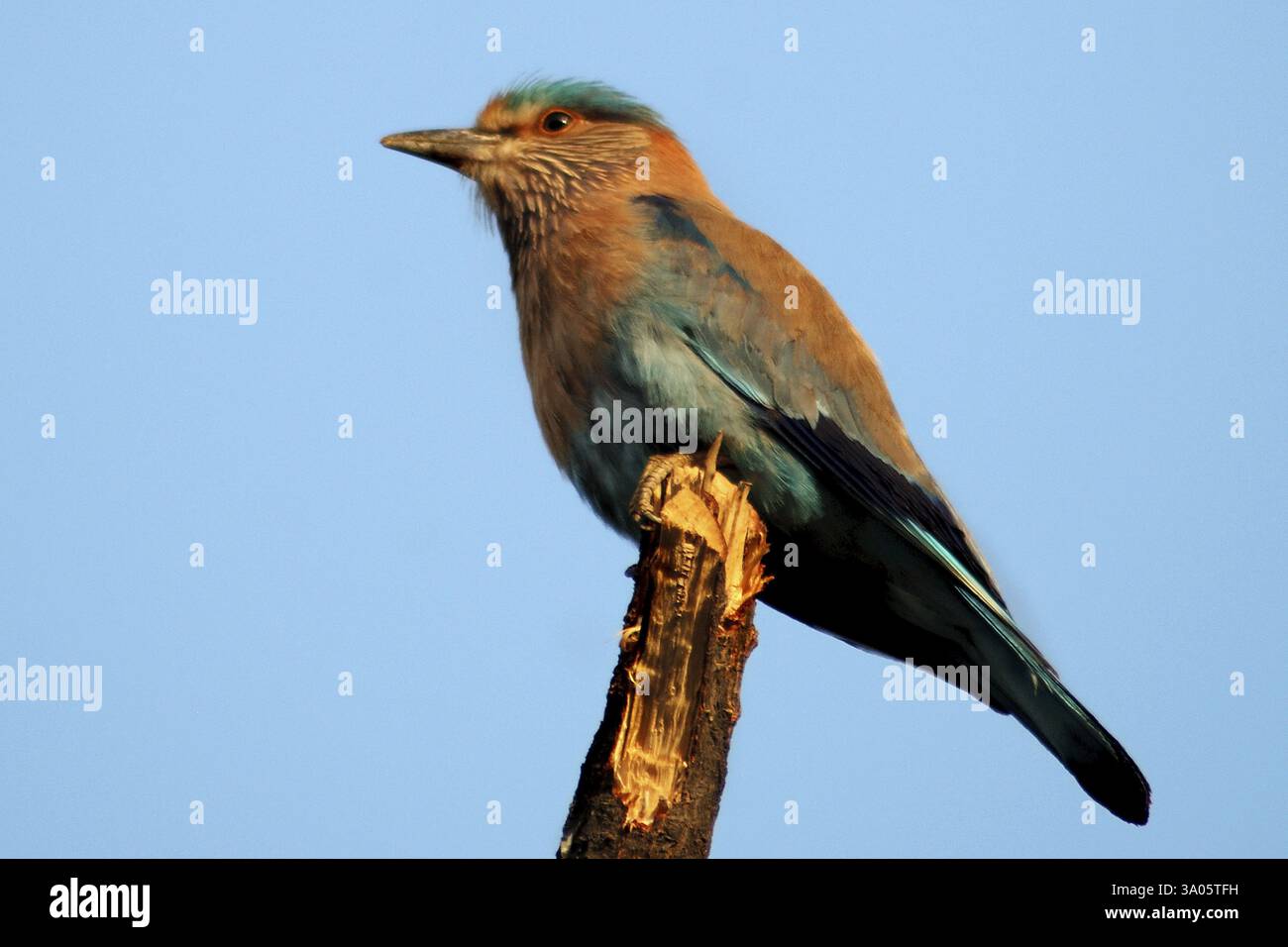 Indian roller blue jayin coracias benghalensis Stock Photo - Alamy