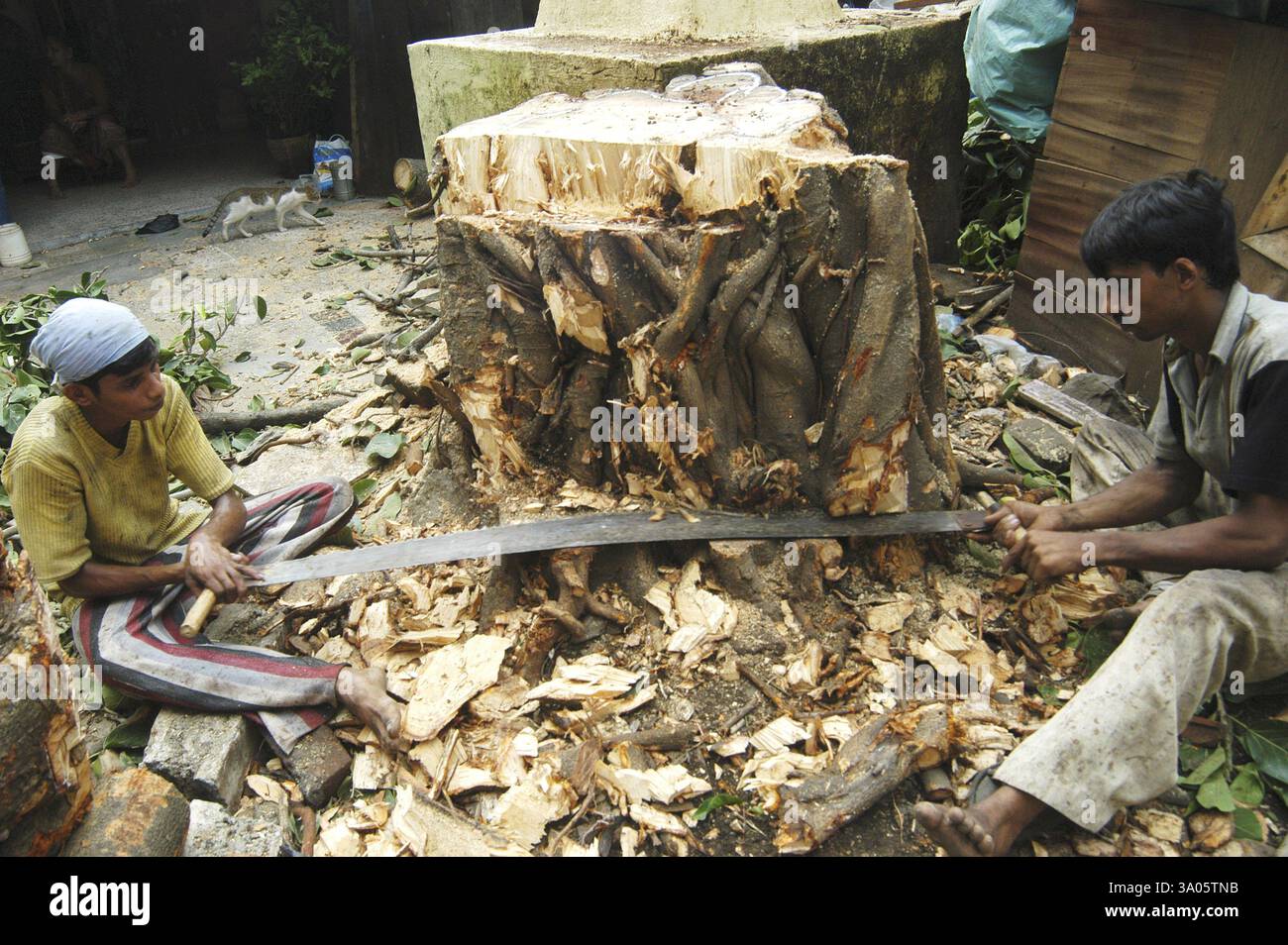 Men cutting down huge tree with saw in Bombay Mumbai, Maharashtra ...