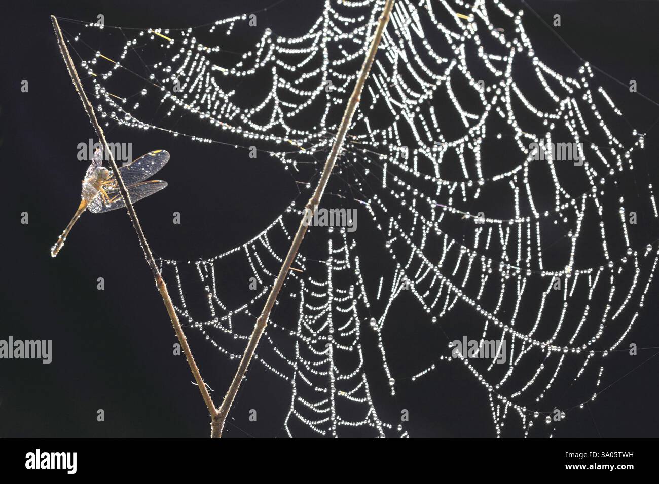 Dragon fly beside spider web covered with dewdrops 28-December-2008 ...