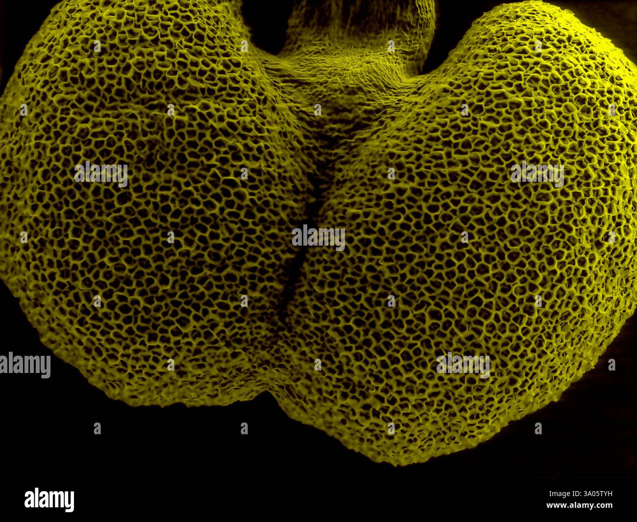 Anther of saintpaulia (African violets) flower, scanning electron ...