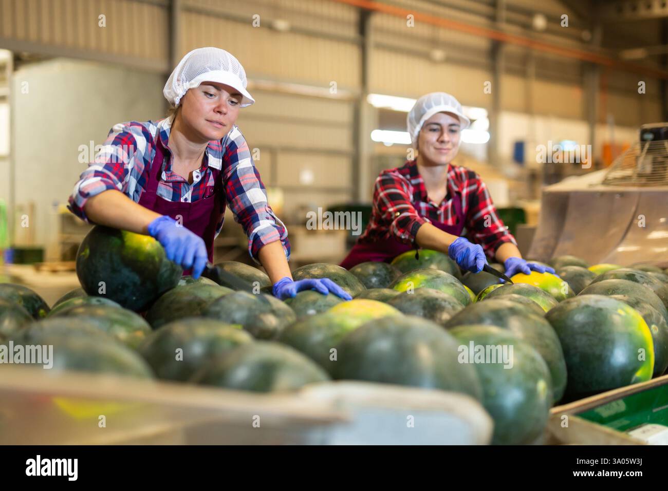 Female workers of vegetable sorting factory checking and peeling ...