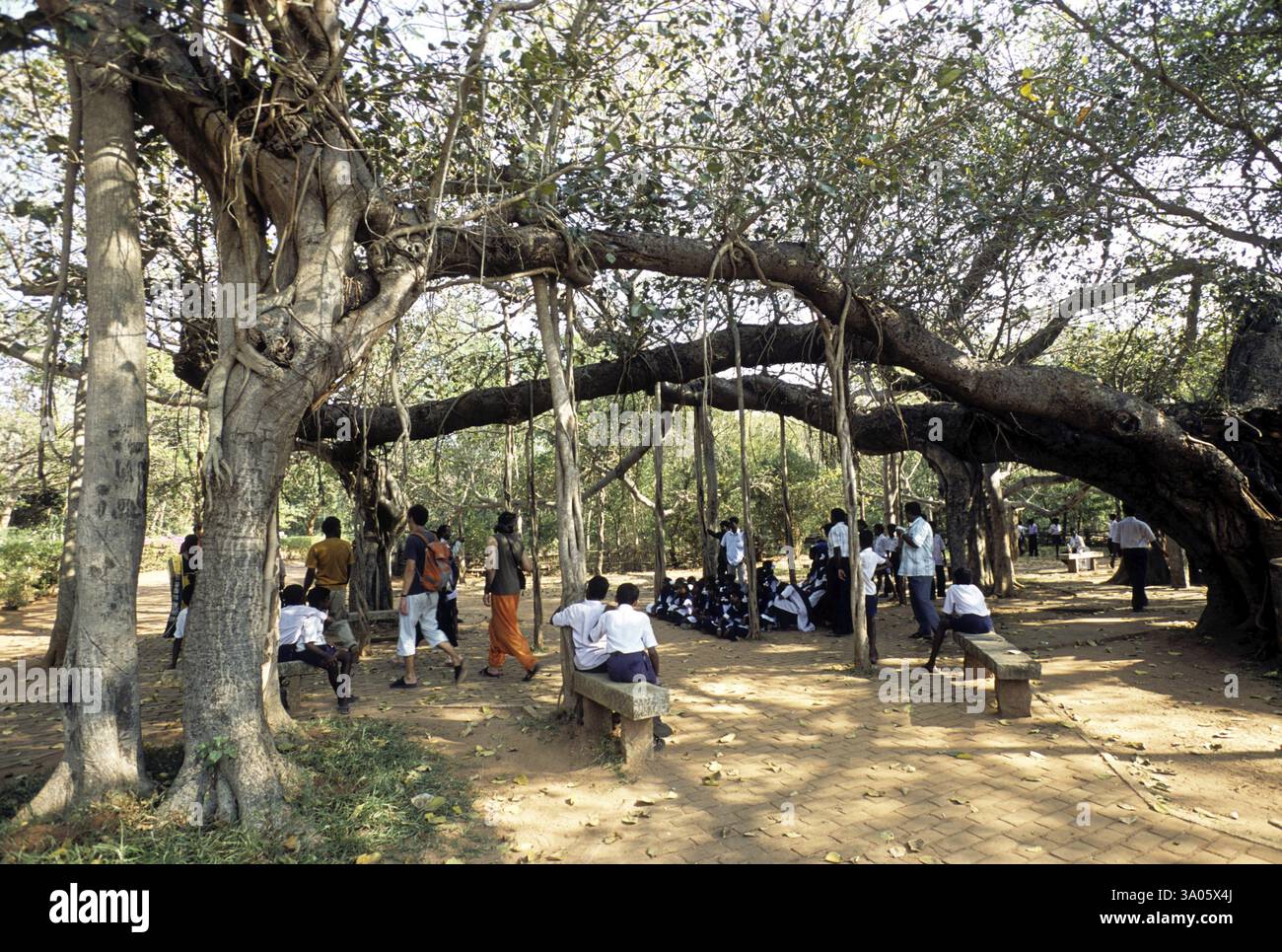 Tourists sitting on banyan tree, Auroville, Pondicherry, Tamil Nadu ...