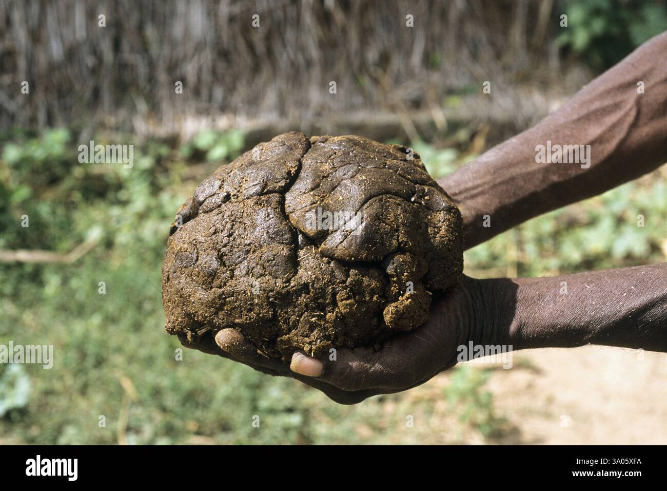 Agriculture cow dung hi-res stock photography and images - Alamy