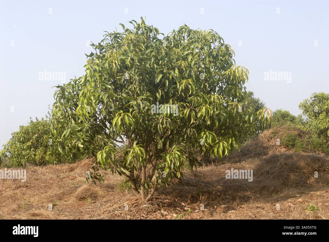 Mango tree (Mangifera indica), Raigad district, Maharashtra, India ...