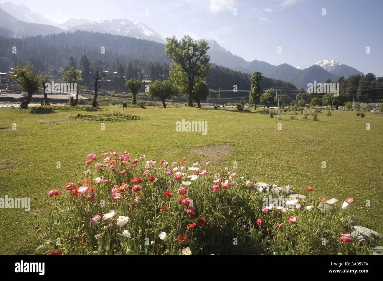 Himalayan flowers, Pahalgam, Himalaya, Jammu and Kashmir, India, Asia ...