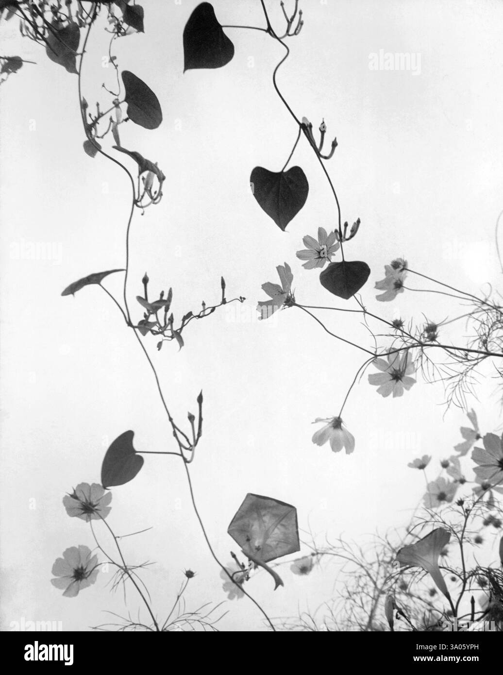 Flowering leaves Black and White Stock Photos & Images - Alamy