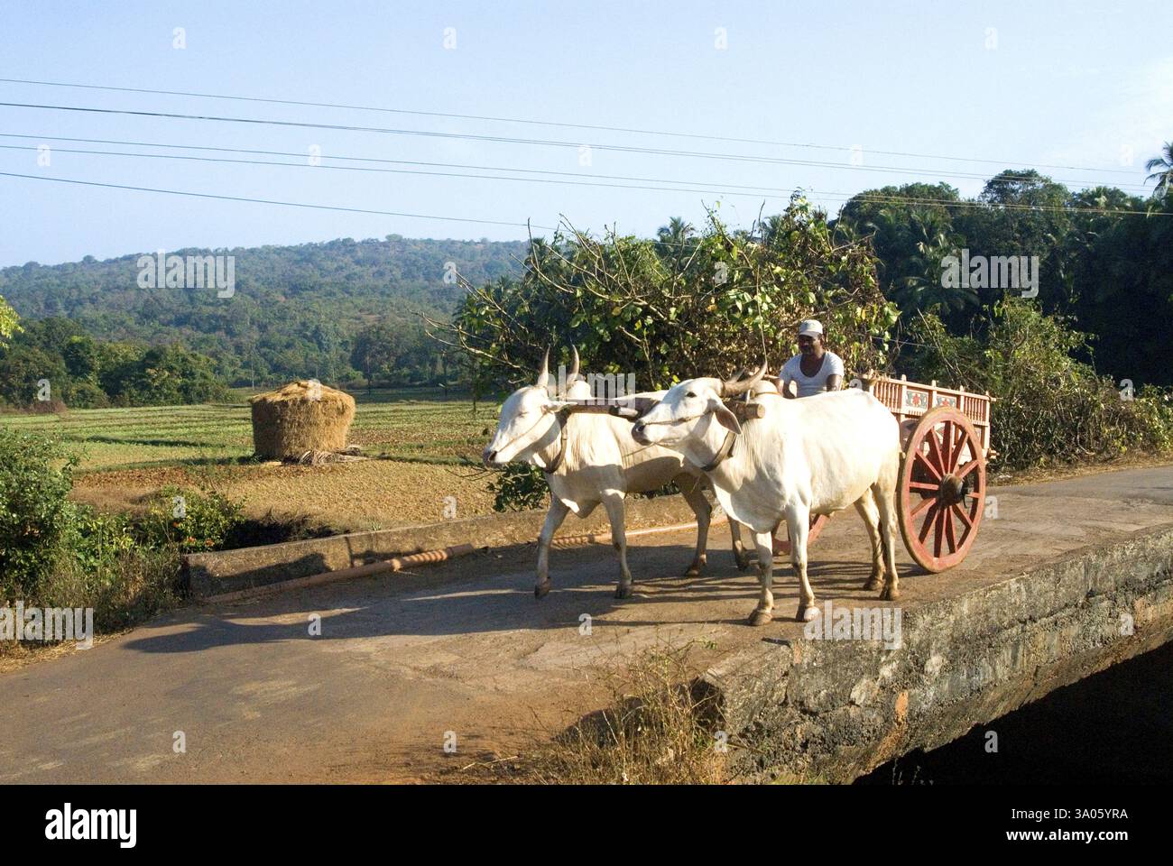 Bullock cart and two white bulls on road at Anjarle village, district ...