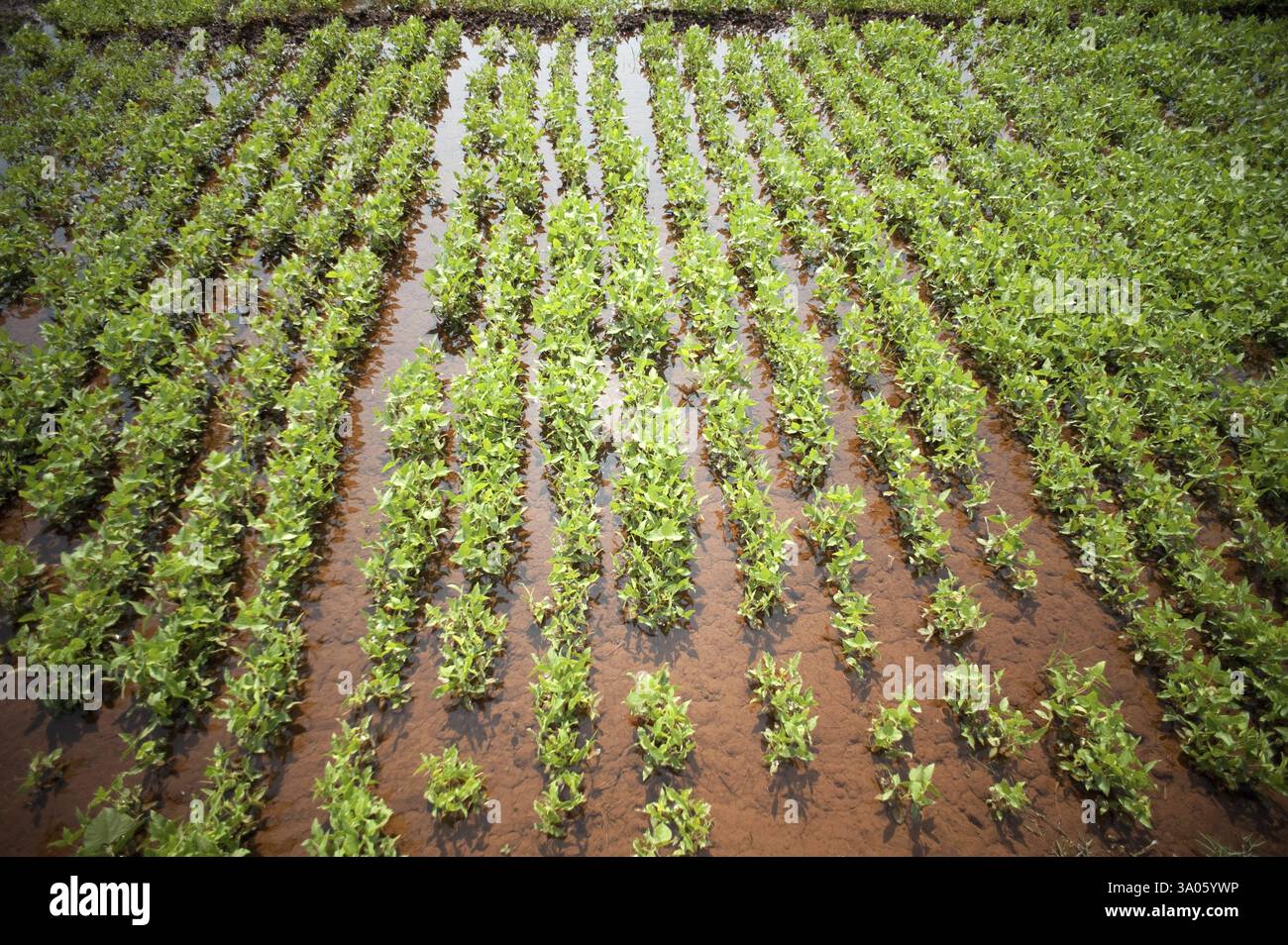 Horse gram macrotyloma uniflorum known kulith at, Lanja, Ratnagiri ...