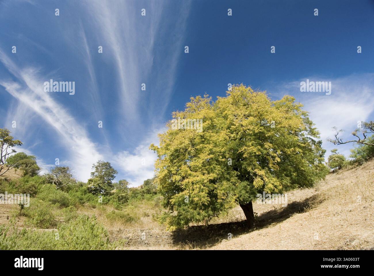 Landscape of a great tree of tamarind chinch at Gavilgad fort at ...