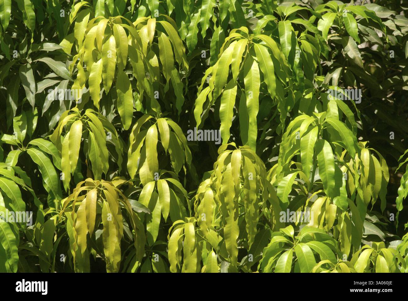 Lush Green leaves of mango tree auspicious in Hindu religion, Thane ...