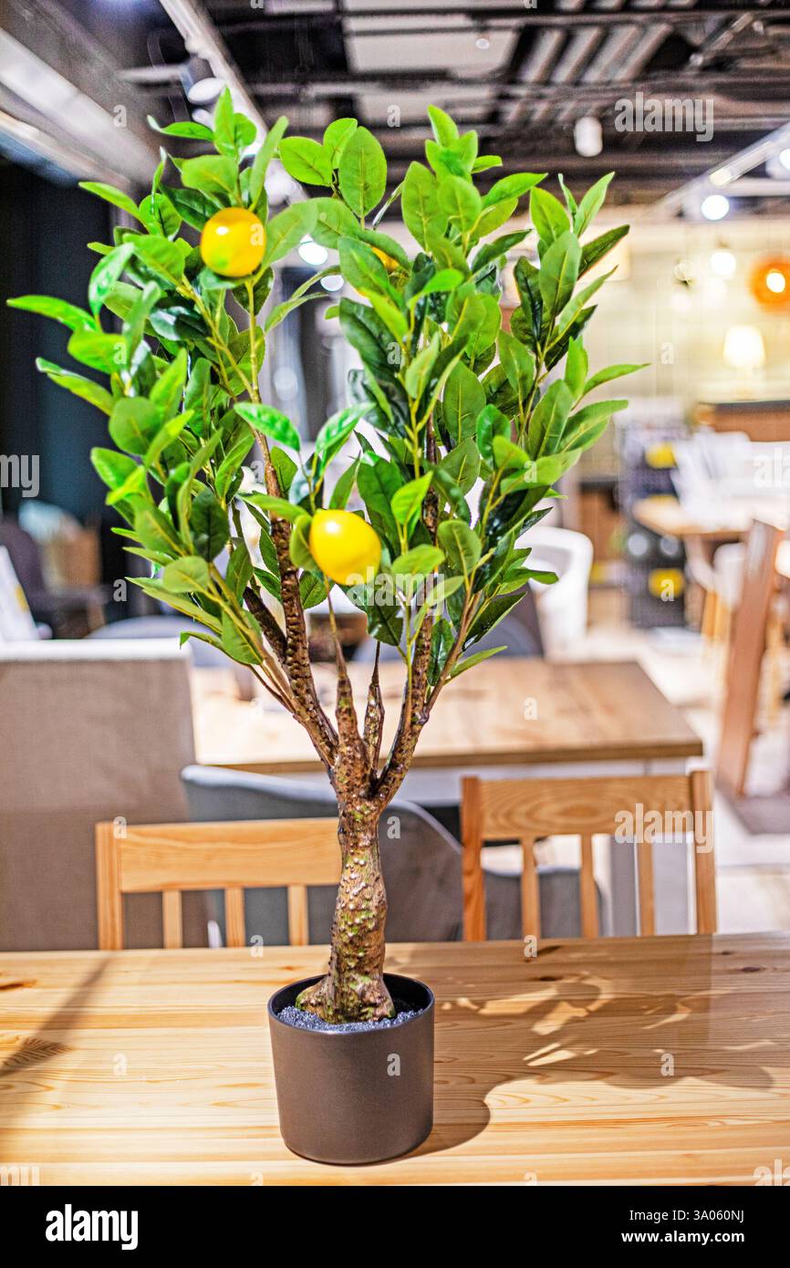 lemon tree in the center of the interior Stock Photo - Alamy