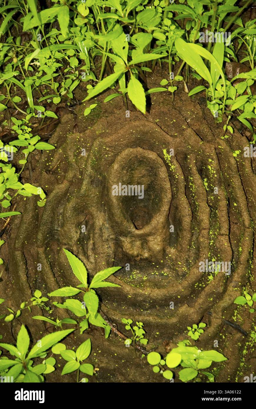 Ants building house hi-res stock photography and images - Alamy