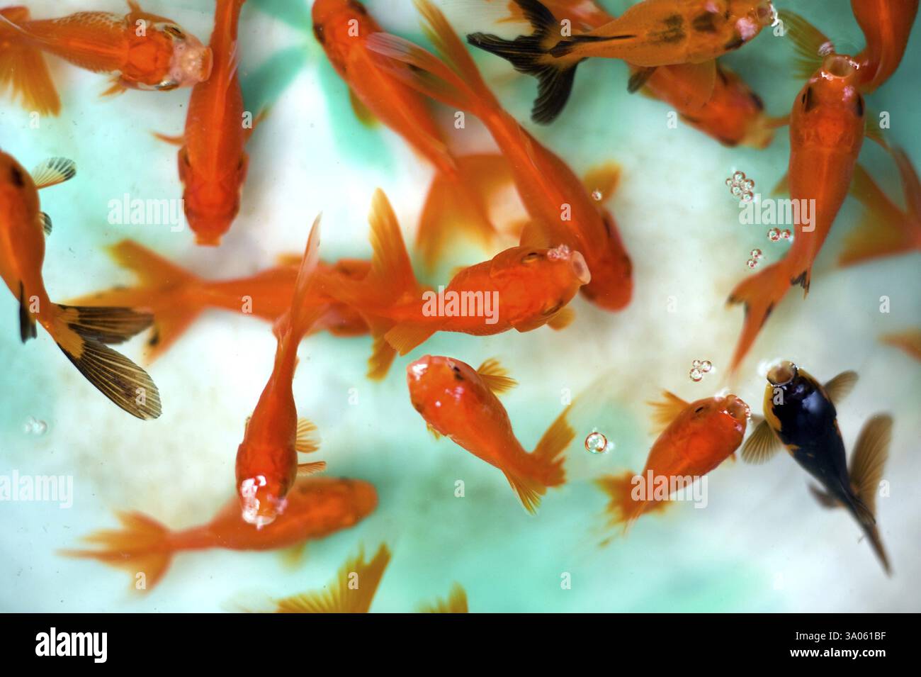 Aquarium fish, cyprinidae carassius auratus red cap, Oranda, West ...