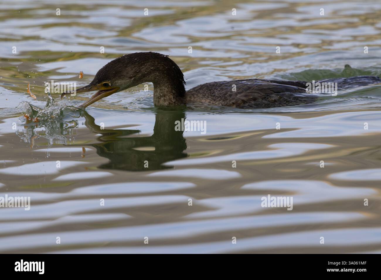 Fish and pond water splash as young cormorant uses hooked beak to grasp ...