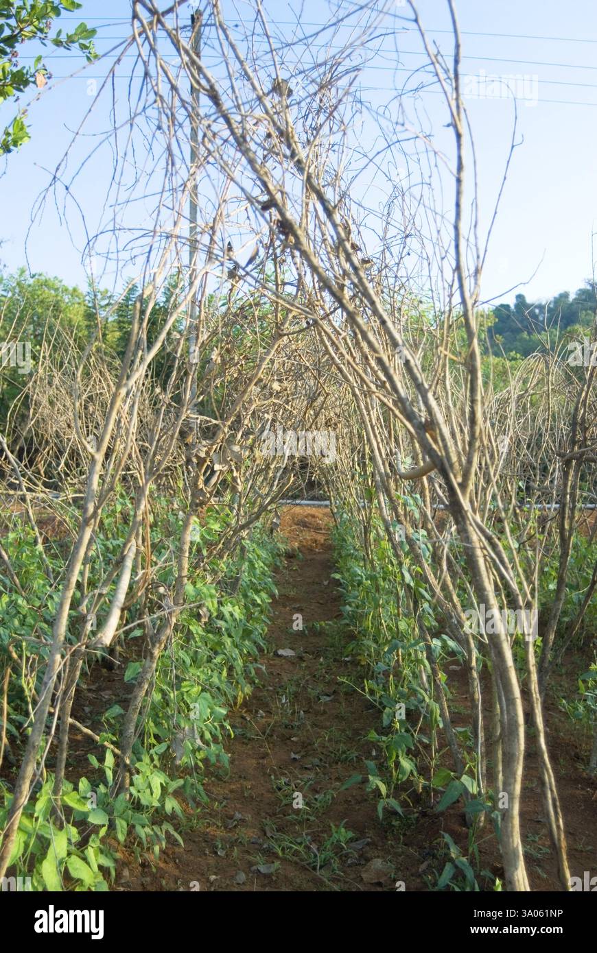 Valis plant hi-res stock photography and images - Alamy