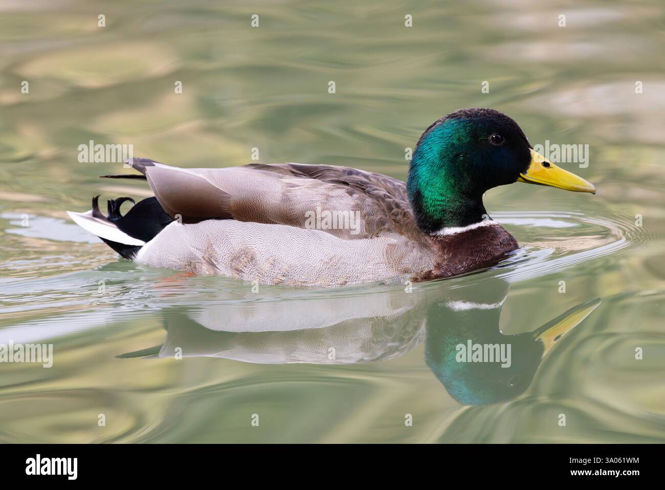 Colorful, male mallard drake duck in close up with reflection in pond ...