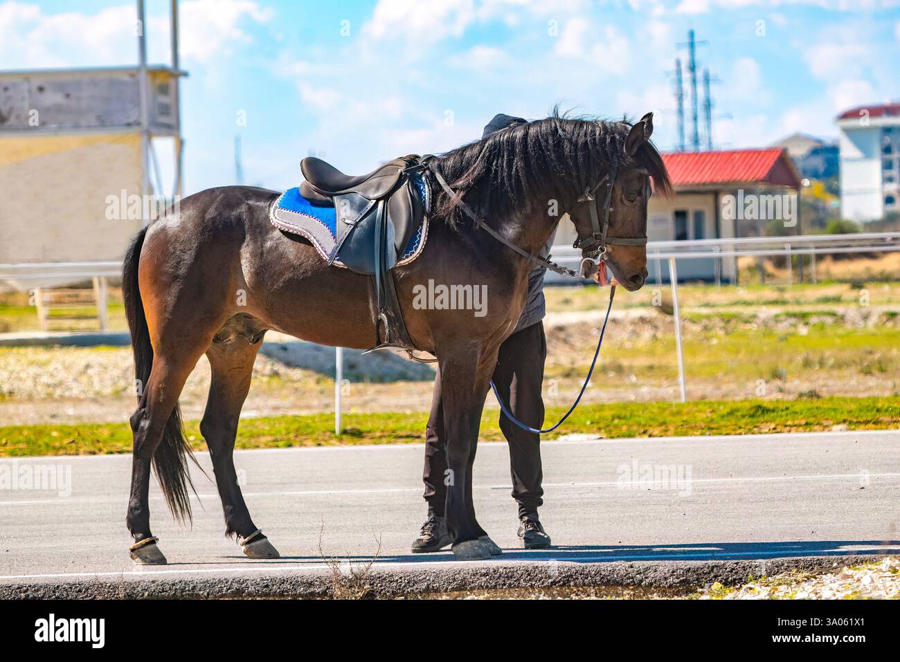 The owner is grooming the tired horse Stock Photo - Alamy
