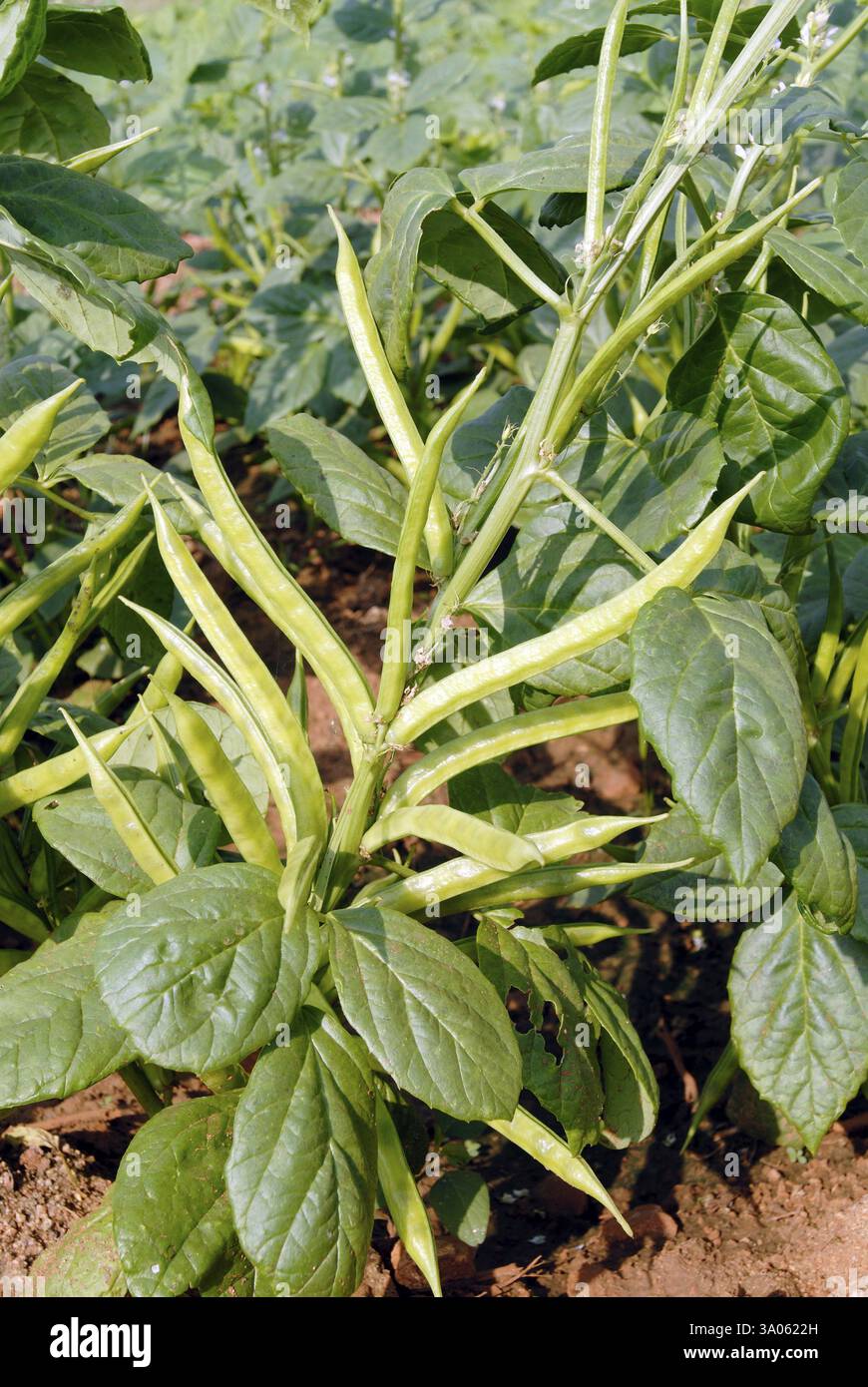 Cyamopsis tetragonoloba Linn Taub, Cyamopsis psoralioides, Fabaceae ...