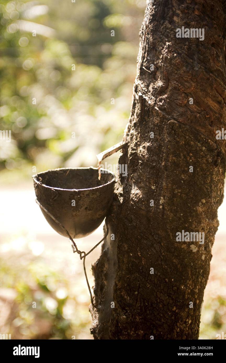 Rubber tree sap dropping in pot, Ponmudi, Trivandrum Thiruvananthapuram ...