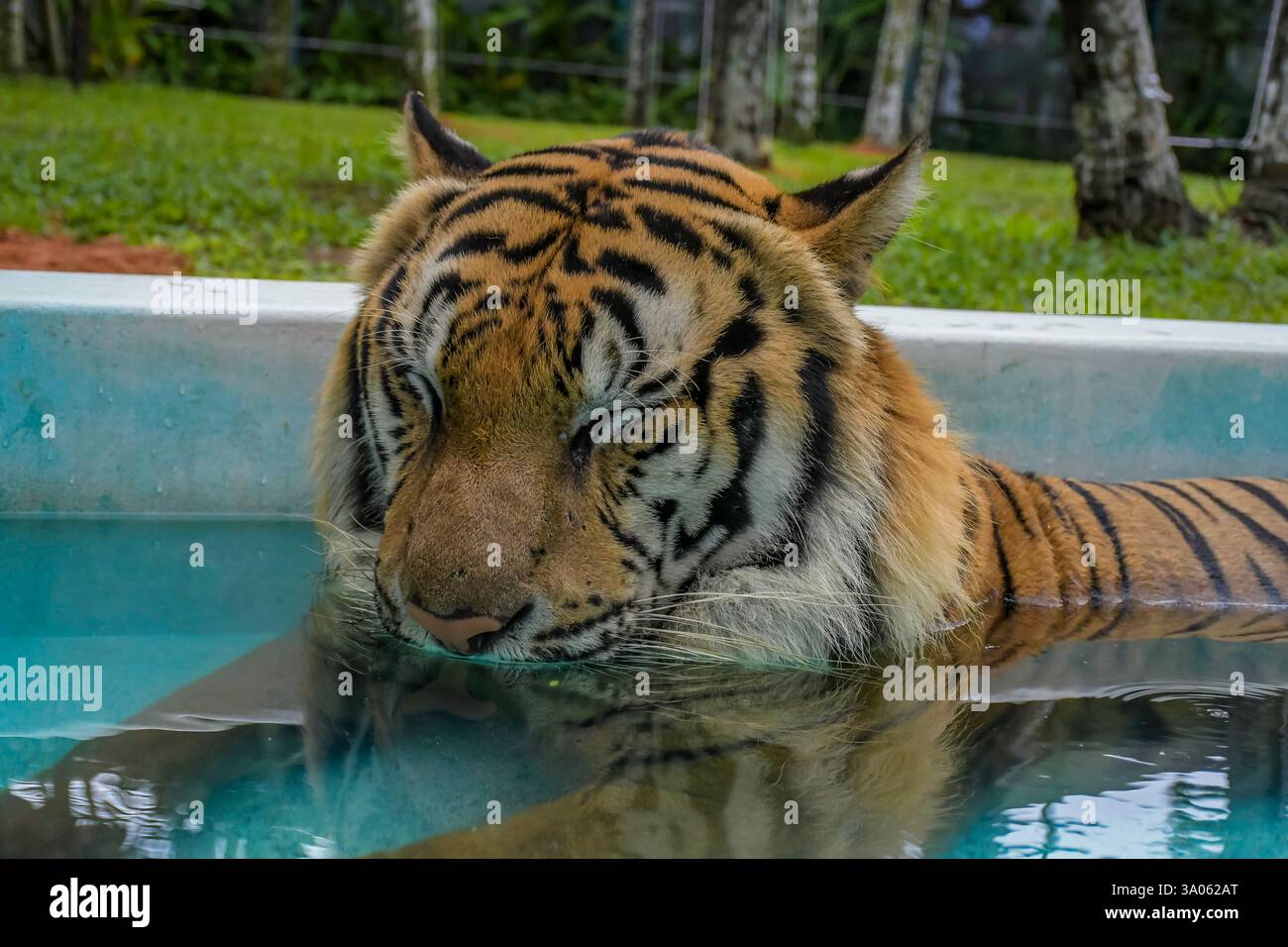 Tiger Kingdom in Phuket is a popular attraction in Thailand Stock Photo ...