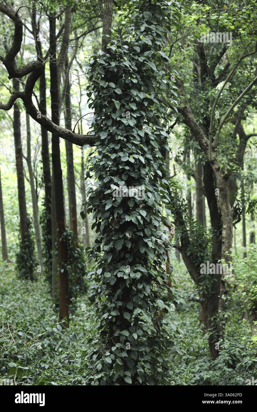Silver oak trees with pepper vines and coffee shrubs growing at ...