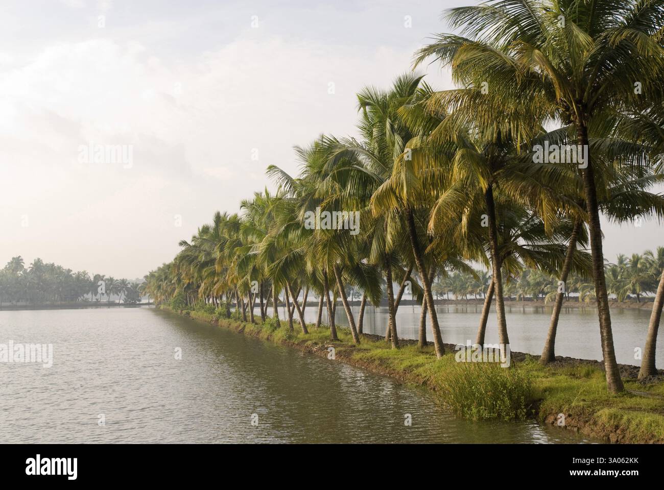 Backwaters of Alapuzha Alleppey Kerala, India, Asia Stock Photo - Alamy