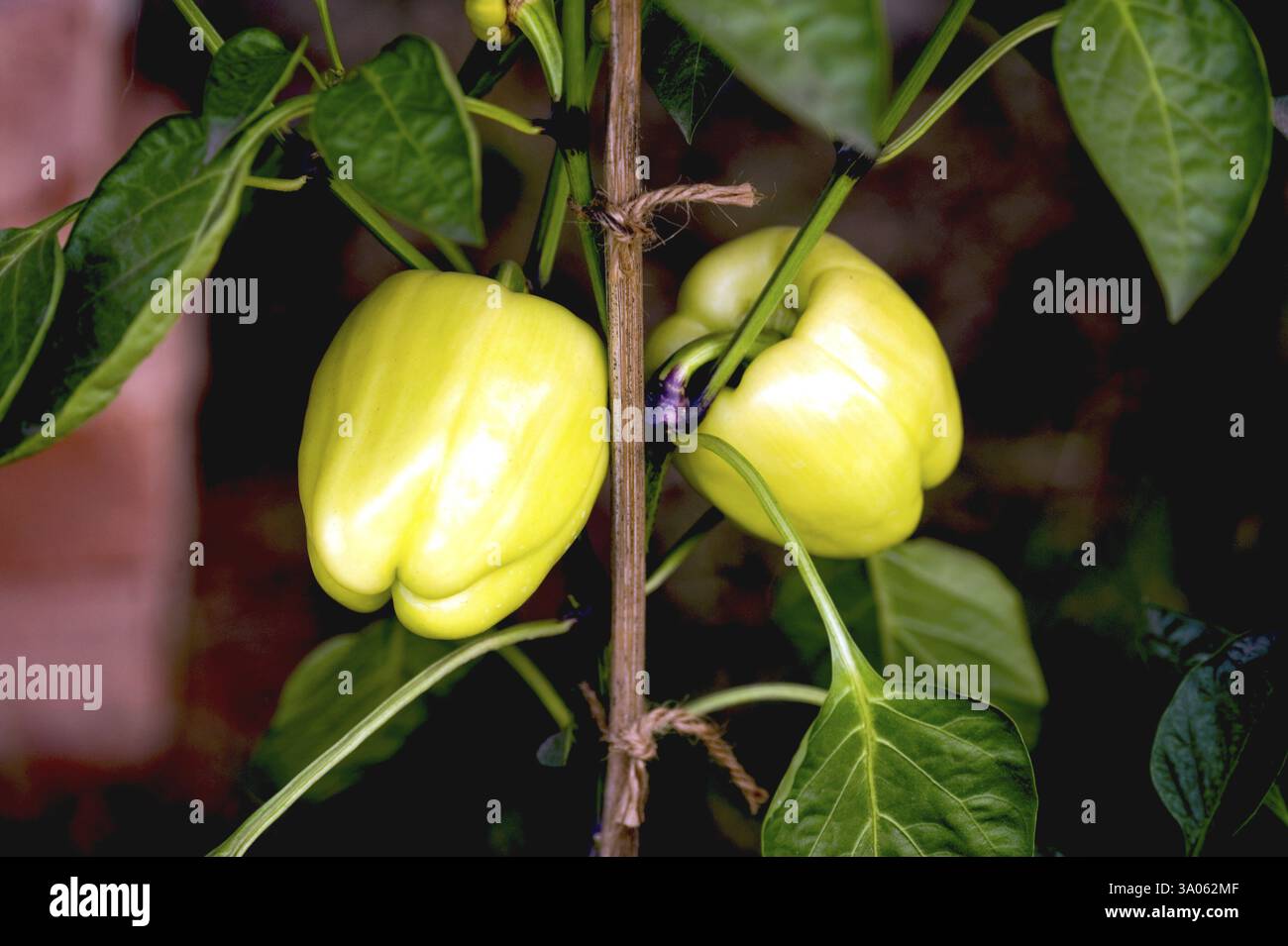 Vegetable, yellow green capsicum, West Bengal, India, Asia Stock Photo ...