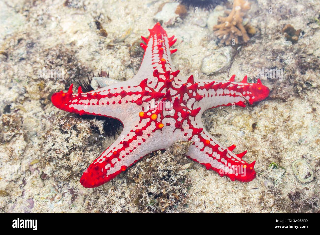 Red star fish under water surface. Marine life. Starfish on sand. Underwater life. Nature in ...